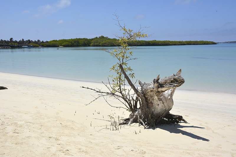 Playa de Tortuga Bay, bahía mansa | Donde Viajo